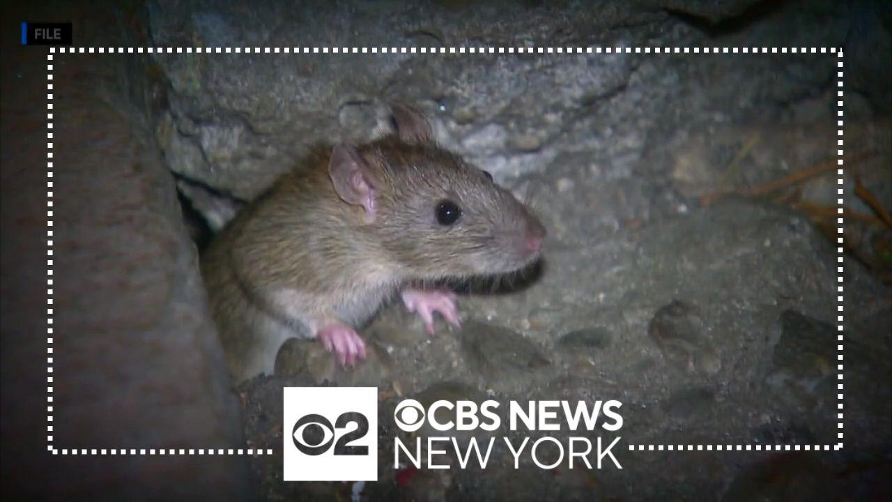 DSNY: Starting in fall of 2024 residential buildings with 9 or fewer ...