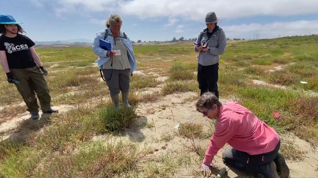 Researchers restoring California salt marshes from effects of climate ...