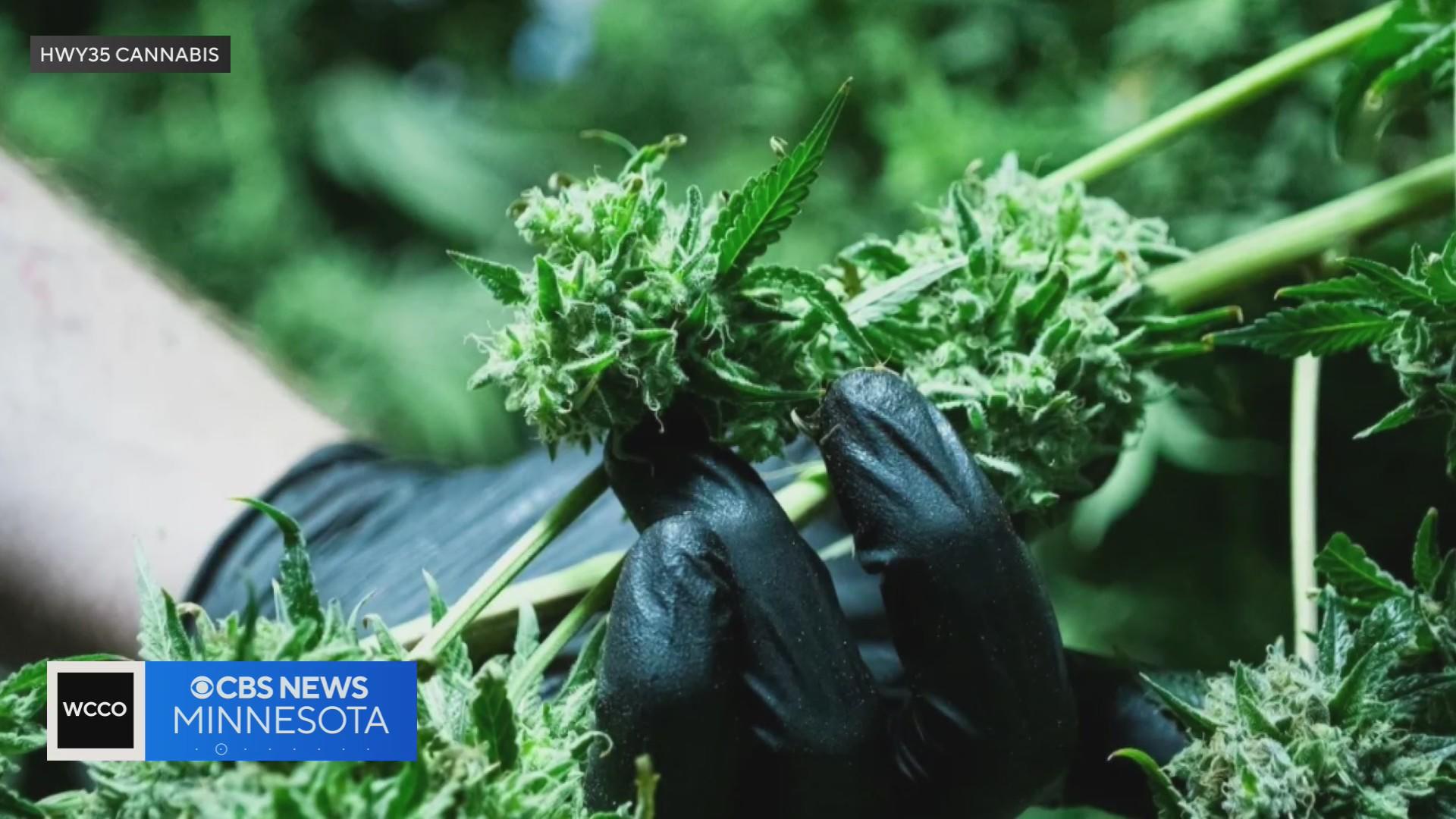 Cannabis cultivation and manufacturing facility in the works in Grand ...