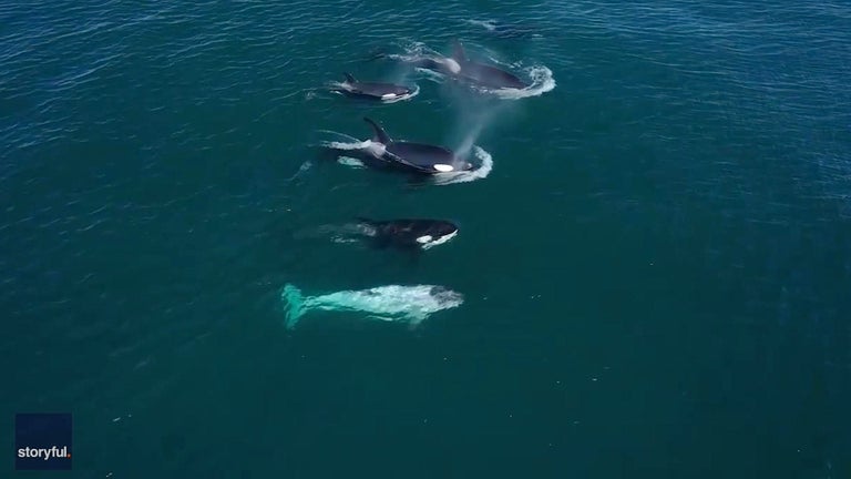 Rare white killer whale nicknamed "Frosty" spotted off California coast - CBS News
