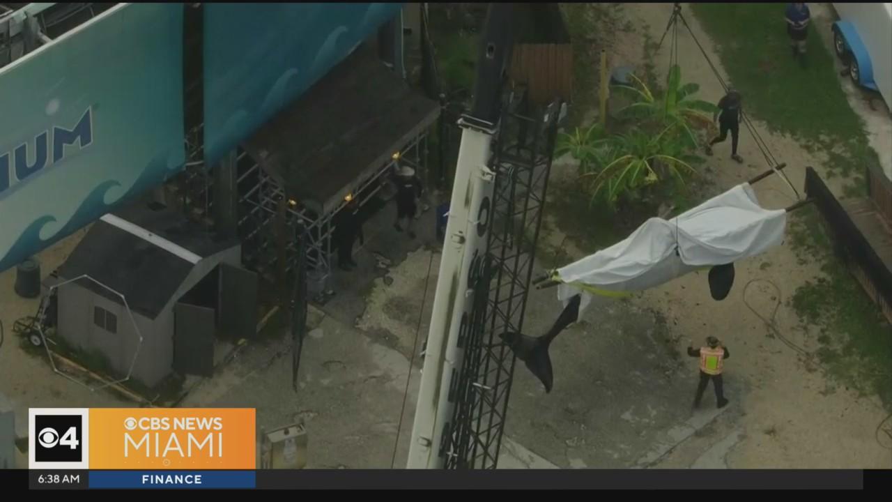 Miami Seaquarium's Lolita the orca died from old age and multiple ...