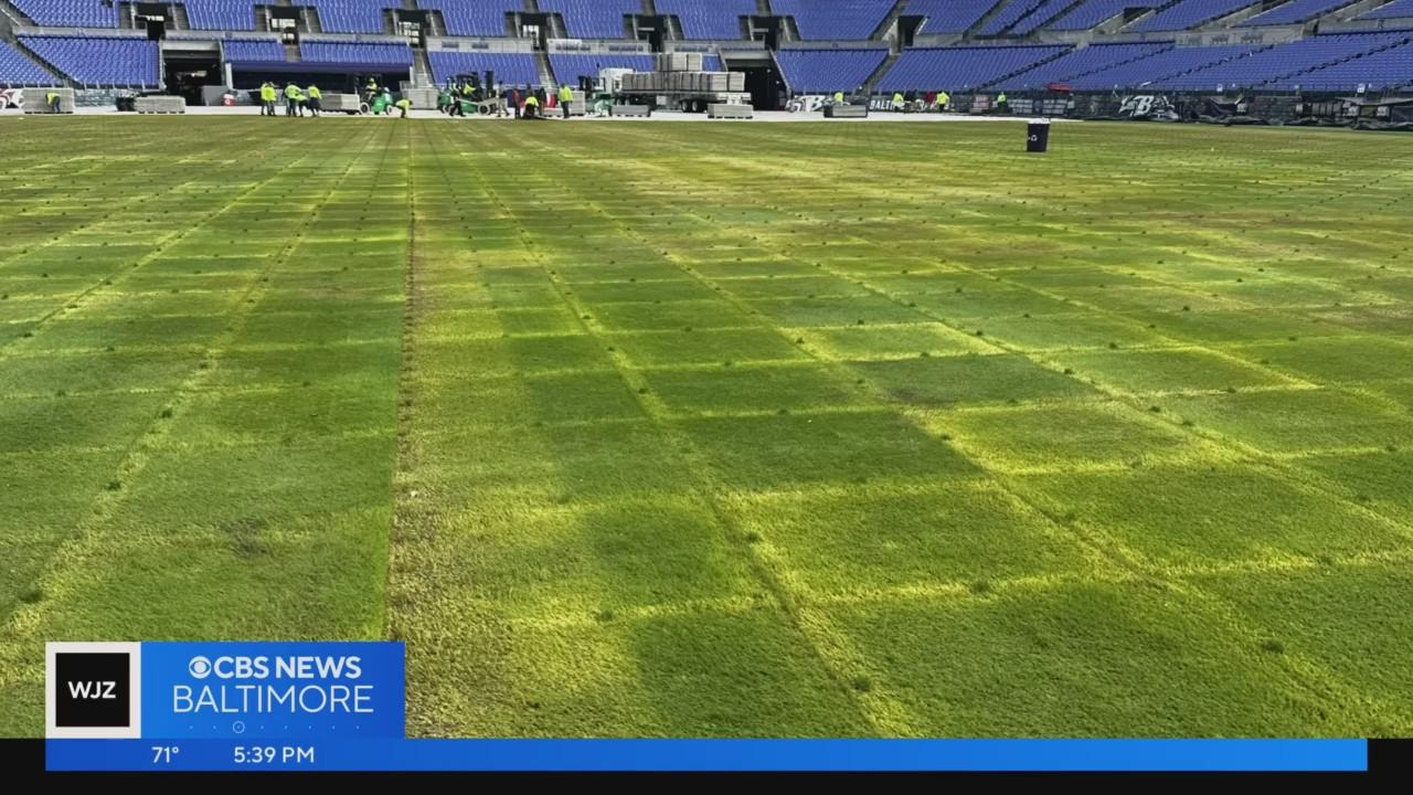 Behind-the-scenes look at the turf transformation at M&T Bank Stadium ...