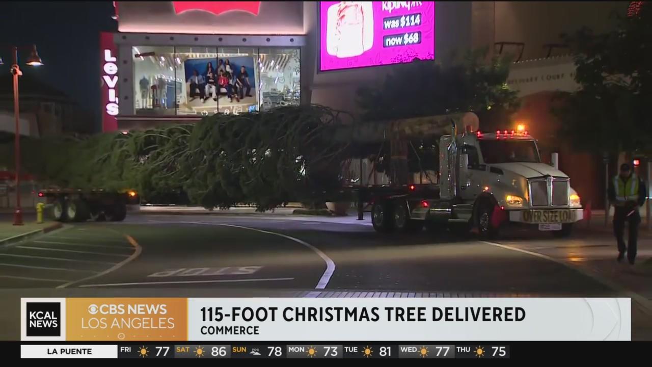 115-foot tall Christmas tree arrives at Citadel Outlets - CBS Los Angeles