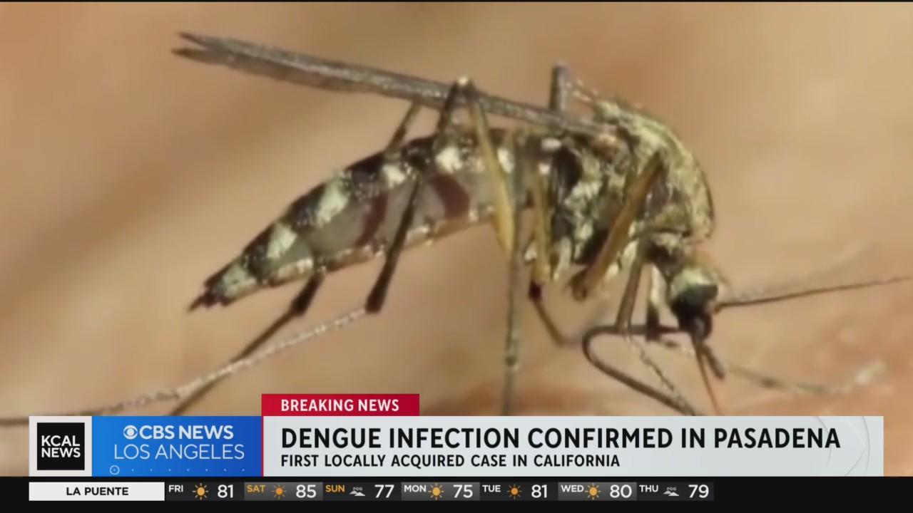 First locally acquired case of dengue virus discovered in Pasadena ...