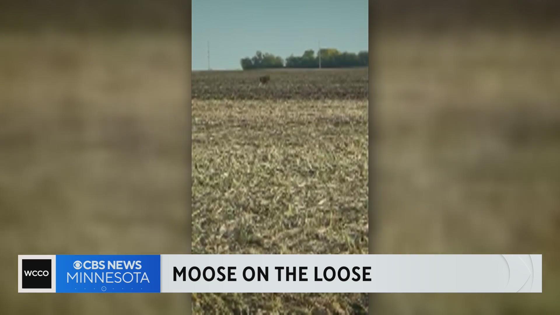 Moose spotted in southern Minnesota, hundreds of miles from natural ...