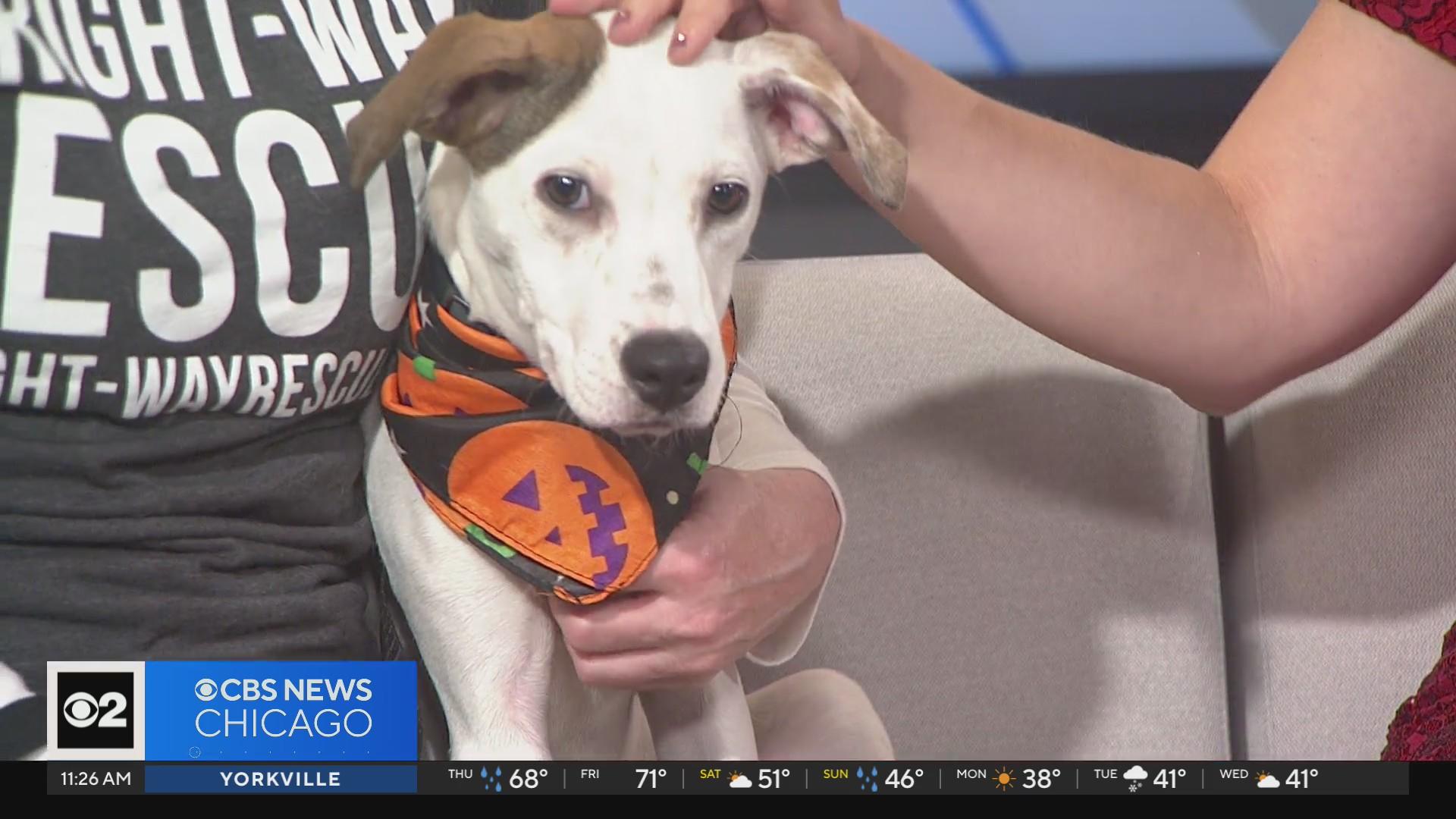 Pet Rescue Spotlight: Wright-Way Rescue - CBS Chicago