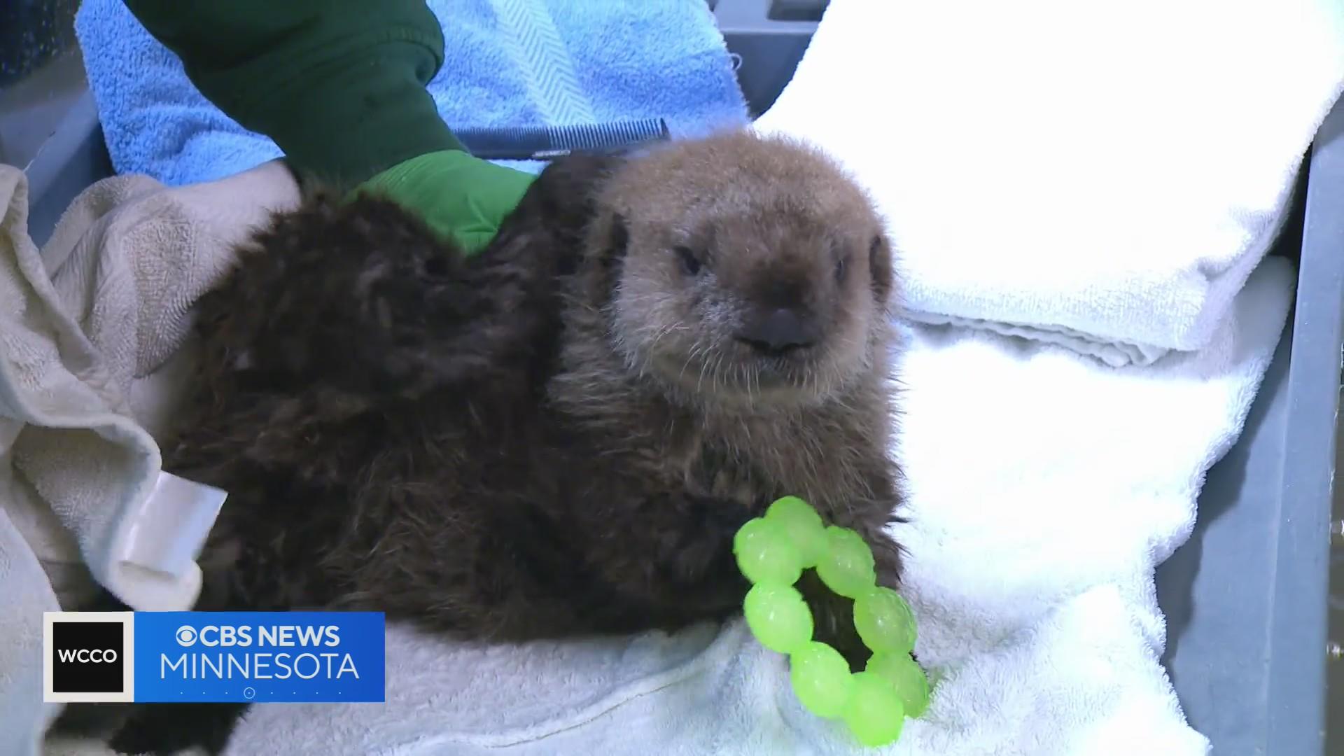The Minnesota Zoo saves two orphaned sea otter pups - CBS Minnesota