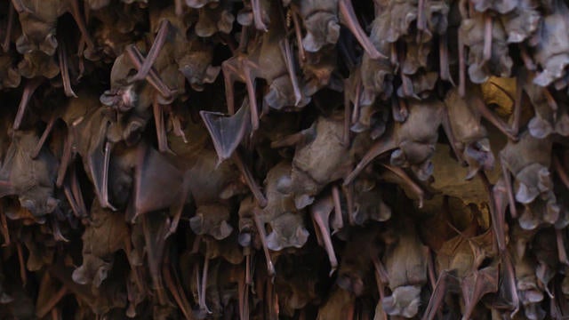 Going to bat for bats - CBS News