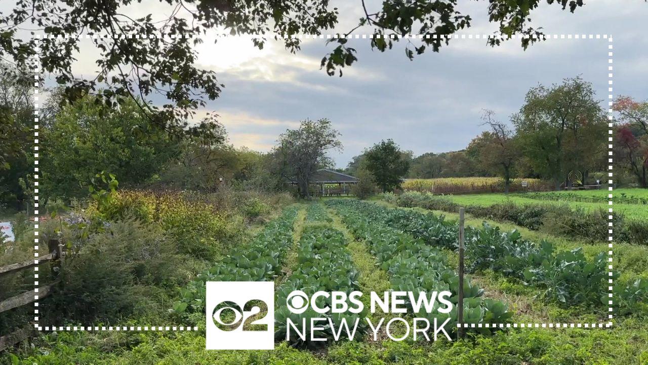 A tree may grow in Brooklyn, but farms grow in Queens - CBS New York