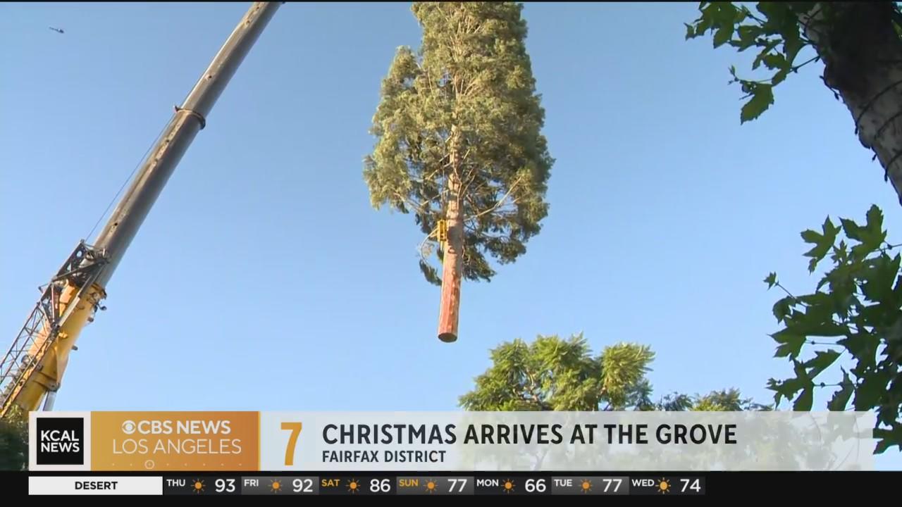 The Grove's iconic 100-foot-tall white fir Christmas tree arrives - CBS ...