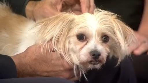 Pet Rescue Spotlight: PAWS Chicago - CBS Chicago