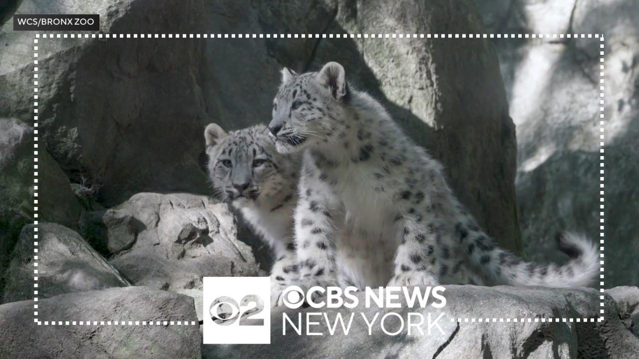 Snow leopard cubs make their debuts at the Bronx Zoo - CBS New York