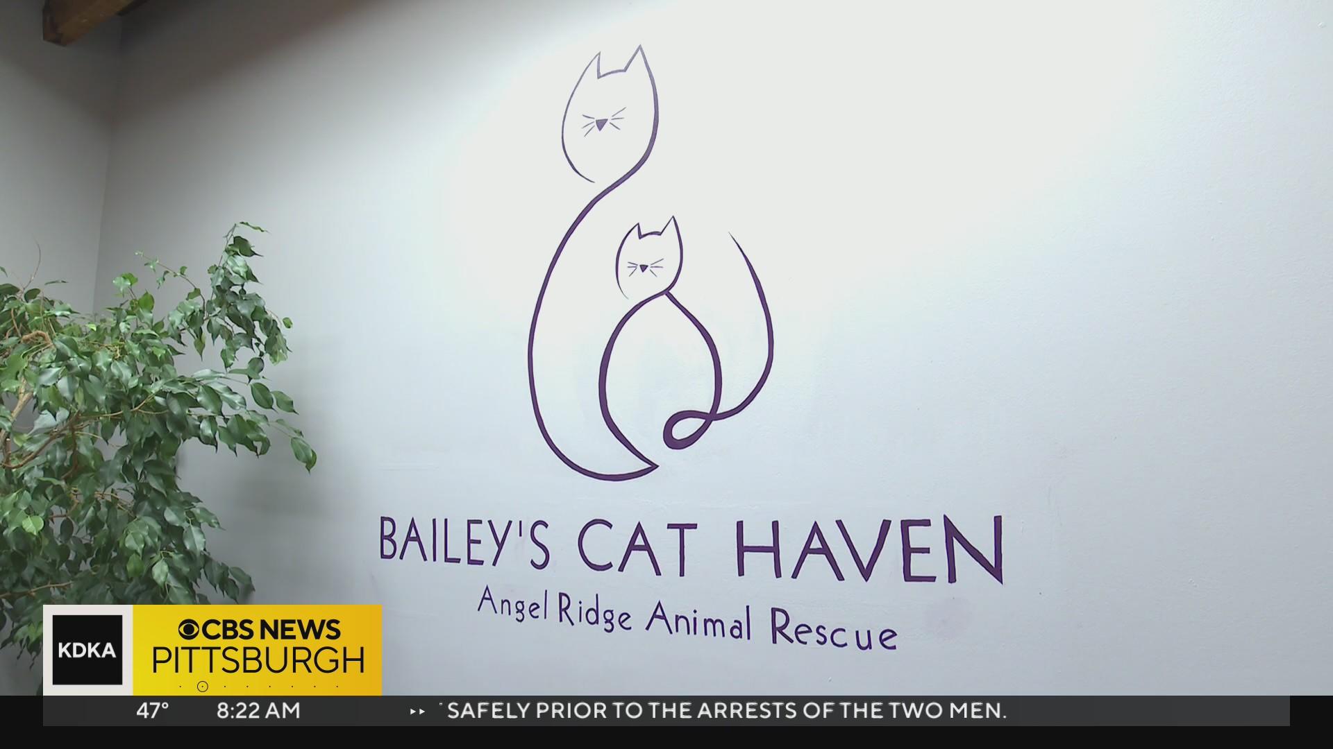 KD Sunday Spotlight: Angel Ridge Animal Rescue opens new cat facility ...