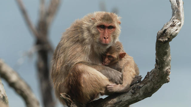 Thai town overrun by wild monkeys trying trickery to catch and send ...