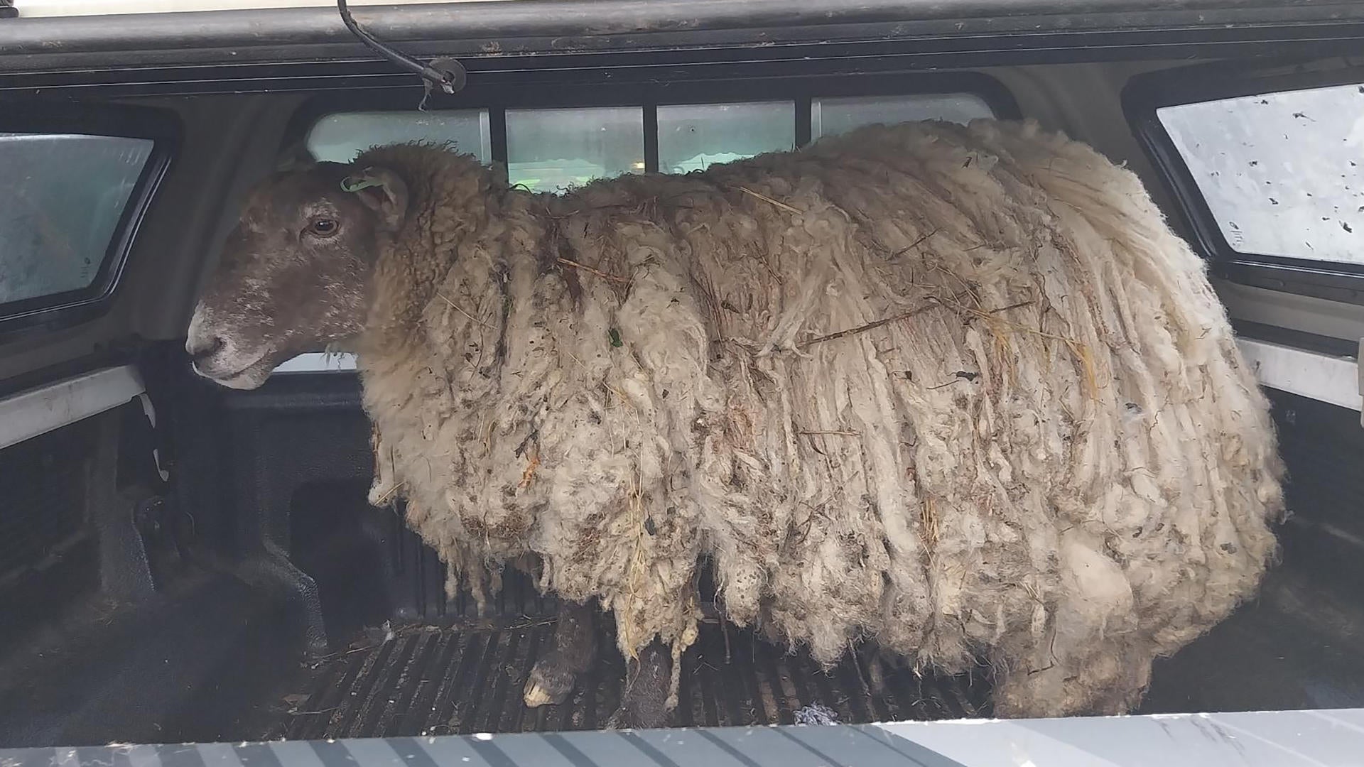 Britain's "loneliest sheep" rescued by group of farmers after being ...