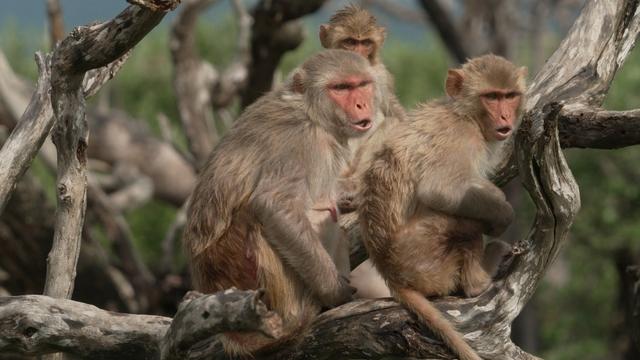 Can monkeys that survived Hurricane Maria teach us about resilience in ...