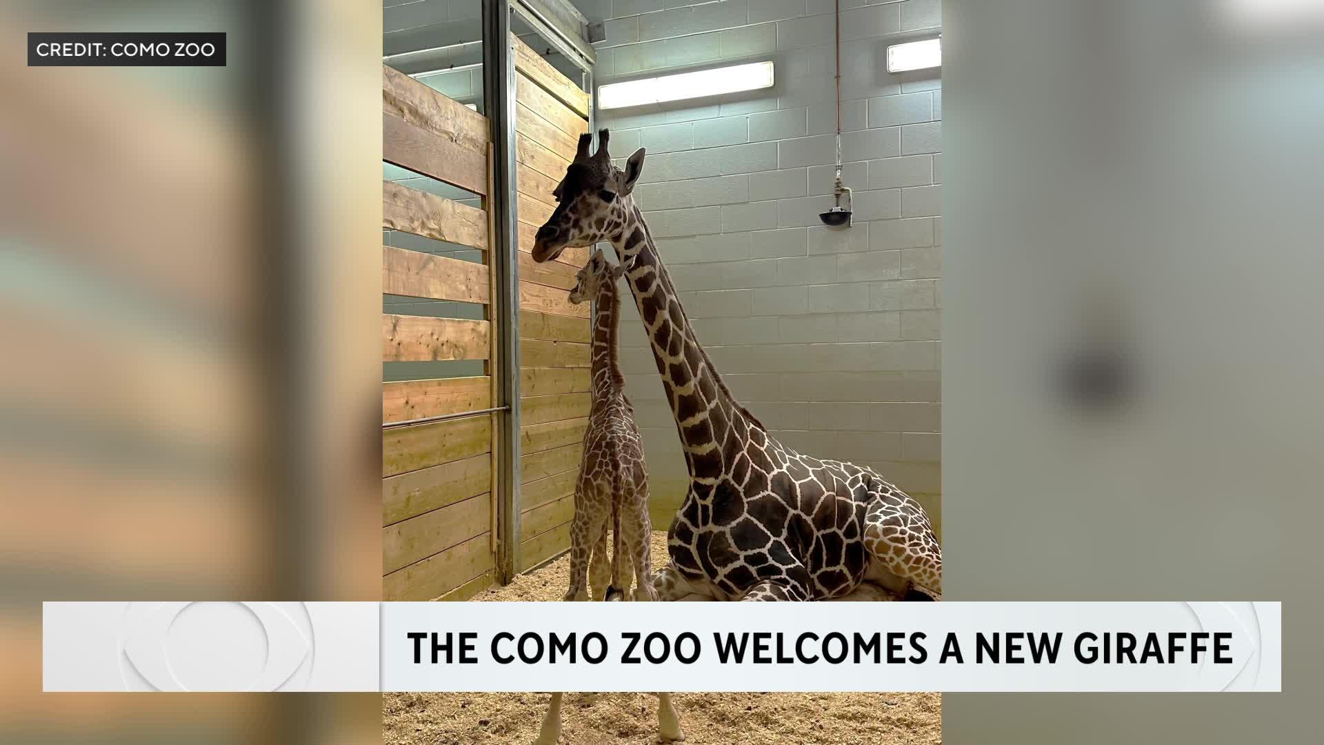 Baby giraffe born at St. Paul's Como Zoo on Monday - CBS Minnesota