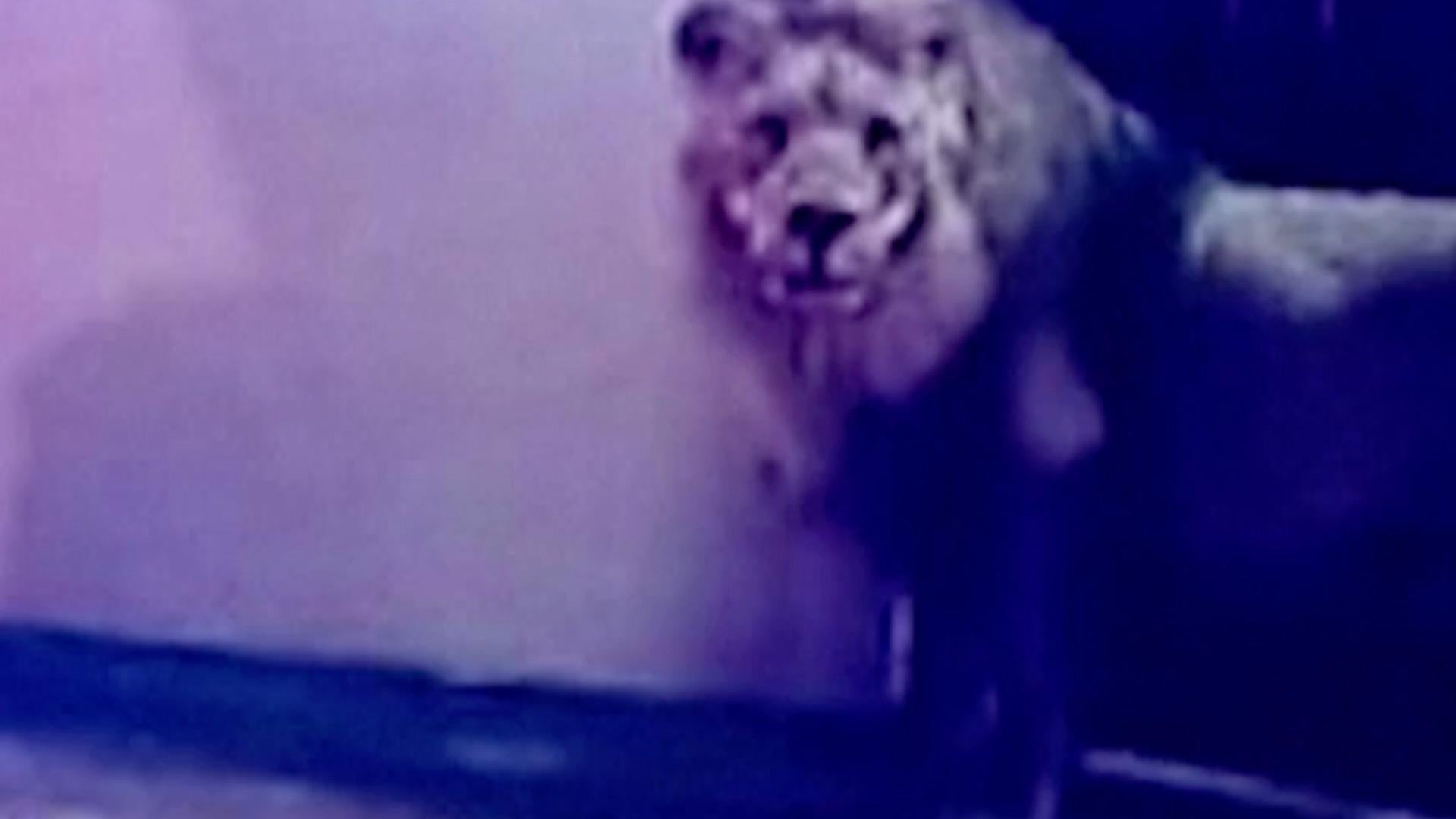 Escaped circus lion captured after prowling the streets in Italy: "Very ...