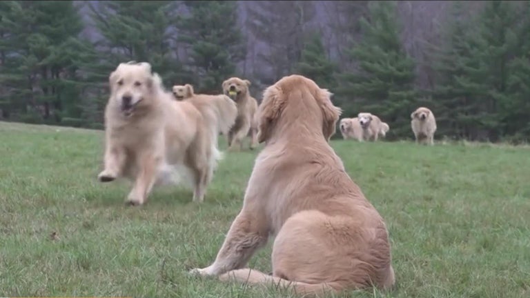 Golden Retriever Experience at Vermont farm proves hugely popular - CBS ...