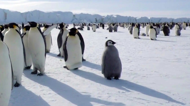 Malnourished emperor penguin that swam ashore in Australia 2,000 miles ...