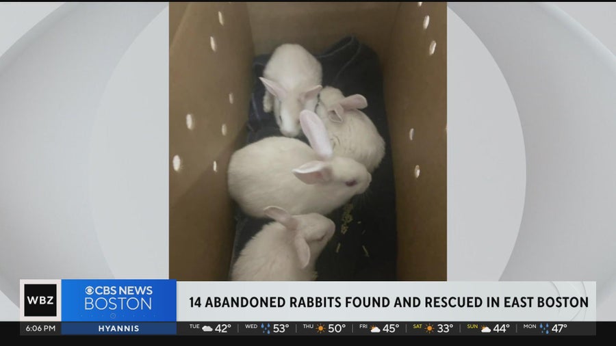14 abandoned rabbits rescued in East Boston - CBS Boston