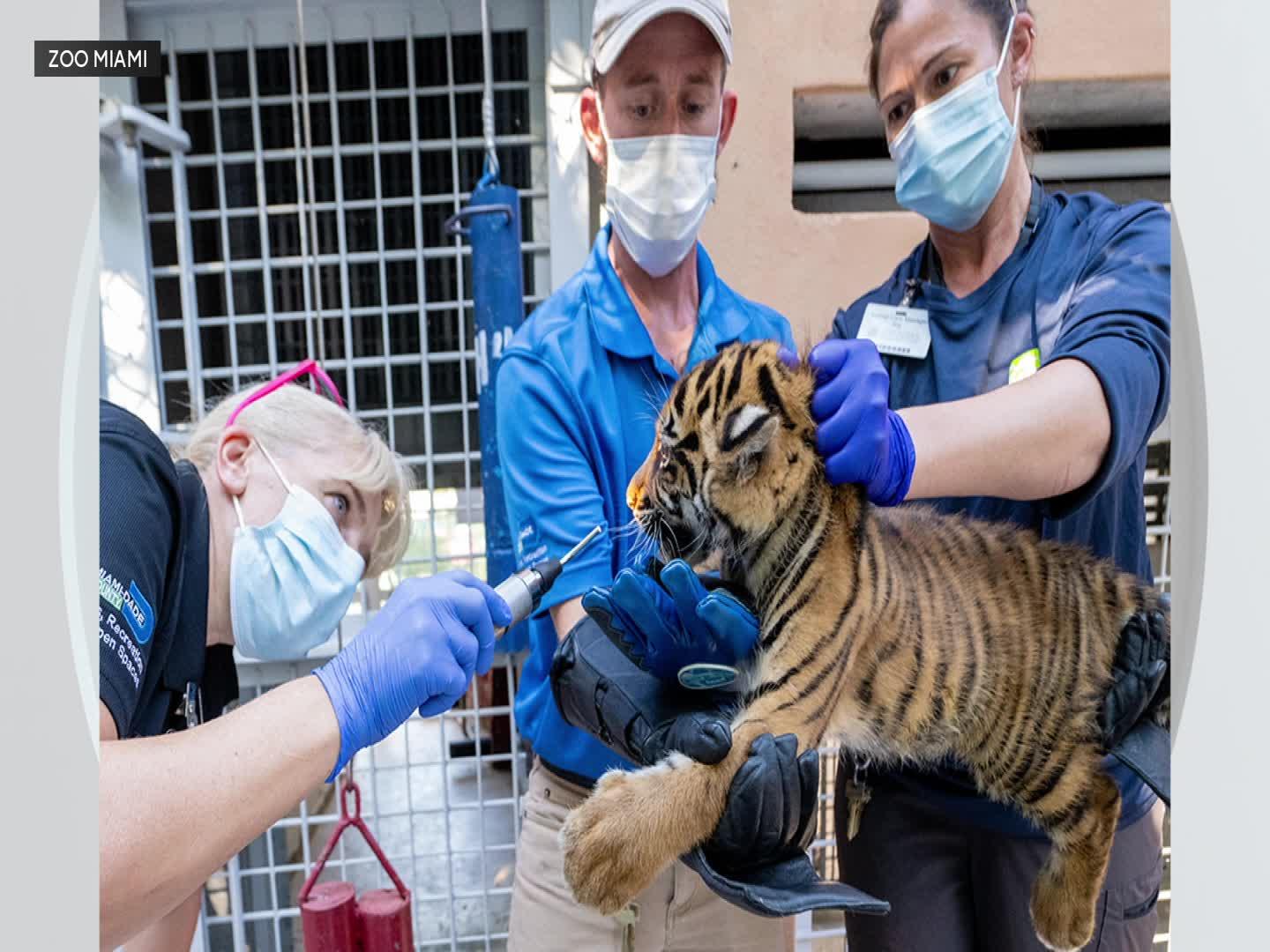 Zoo Miami releases photos of Sumatran tiger cub - CBS Miami