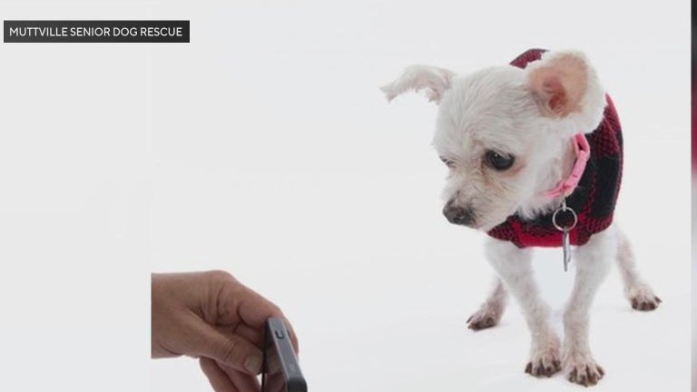 Muttville Senior Dog Rescue in San Francisco gives dogs makeovers to ...