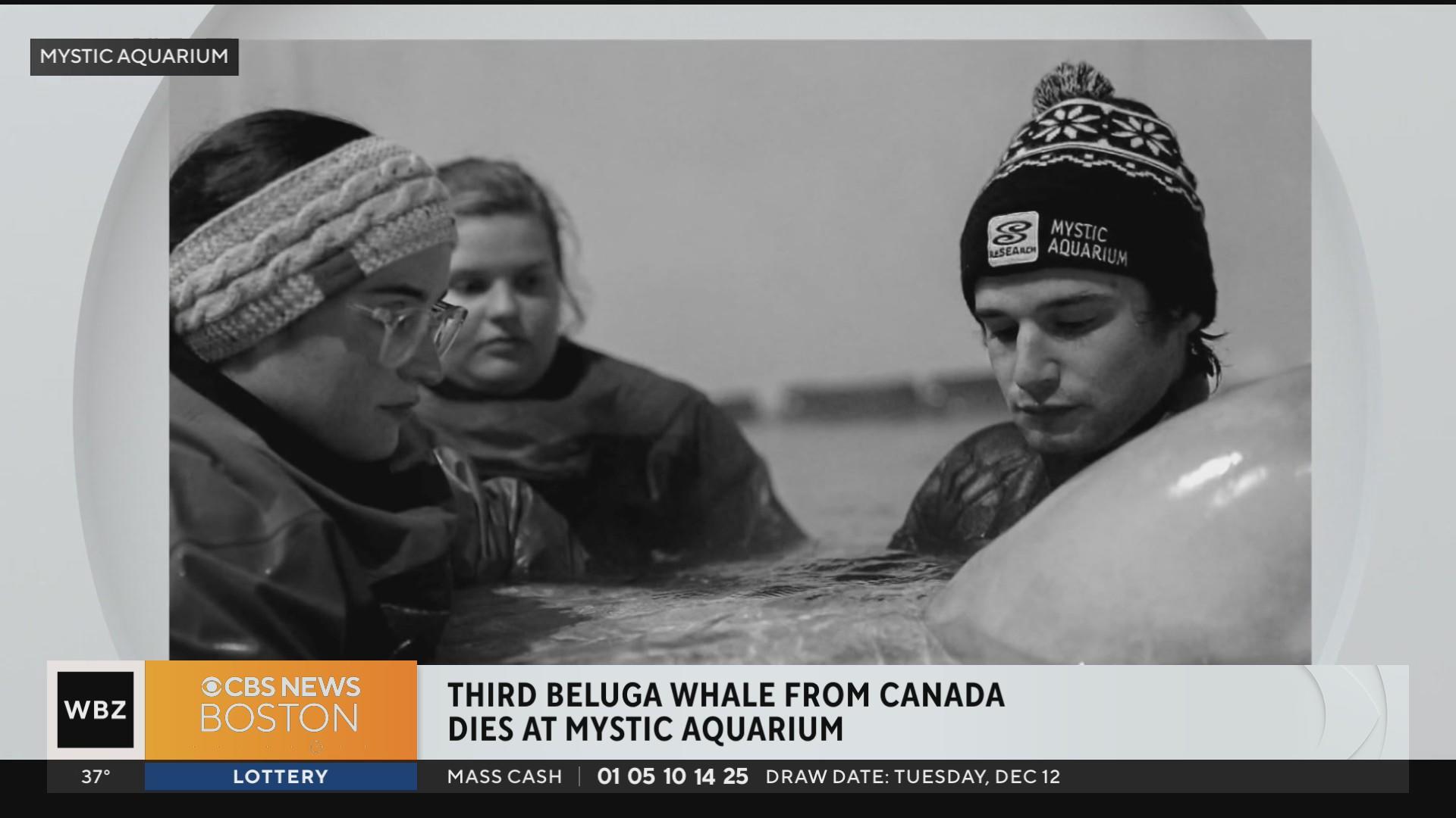 Third beluga whale dies at Mystic Aquarium since 2021 - CBS Boston