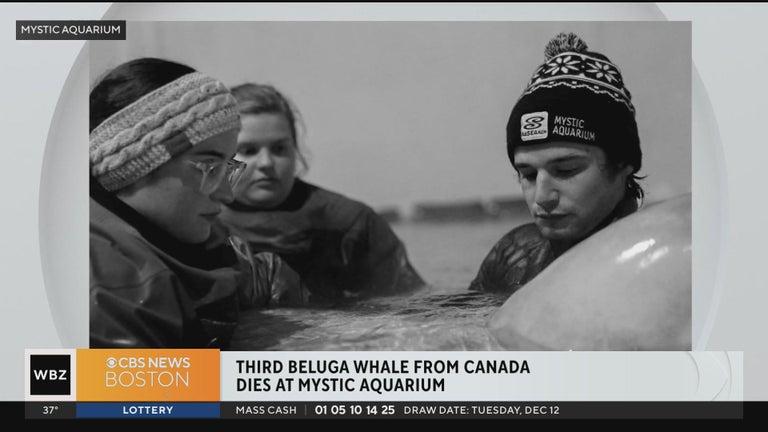 Third beluga whale dies at Mystic Aquarium since 2021 - CBS Boston