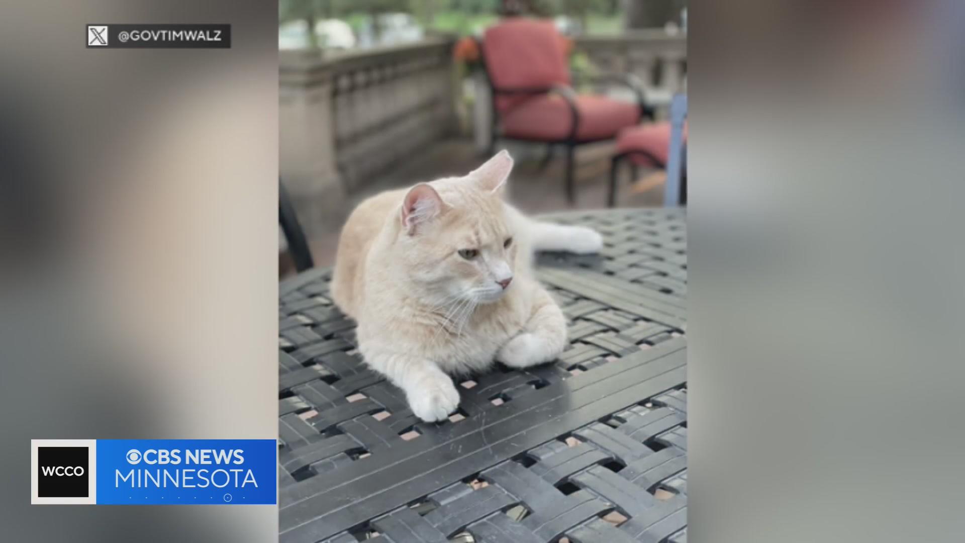 Gov. Tim Walz adopts rescue cat named Honey - CBS Minnesota