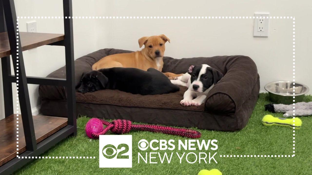 NYC Second Chance Rescue's new shelter prioritizes pets with special ...