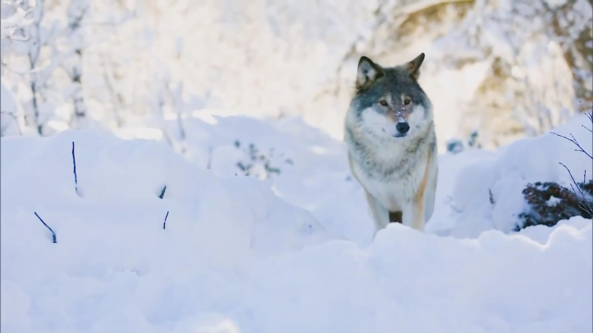 Gray wolves subject of new recovery plan under Endangered Species Act ...