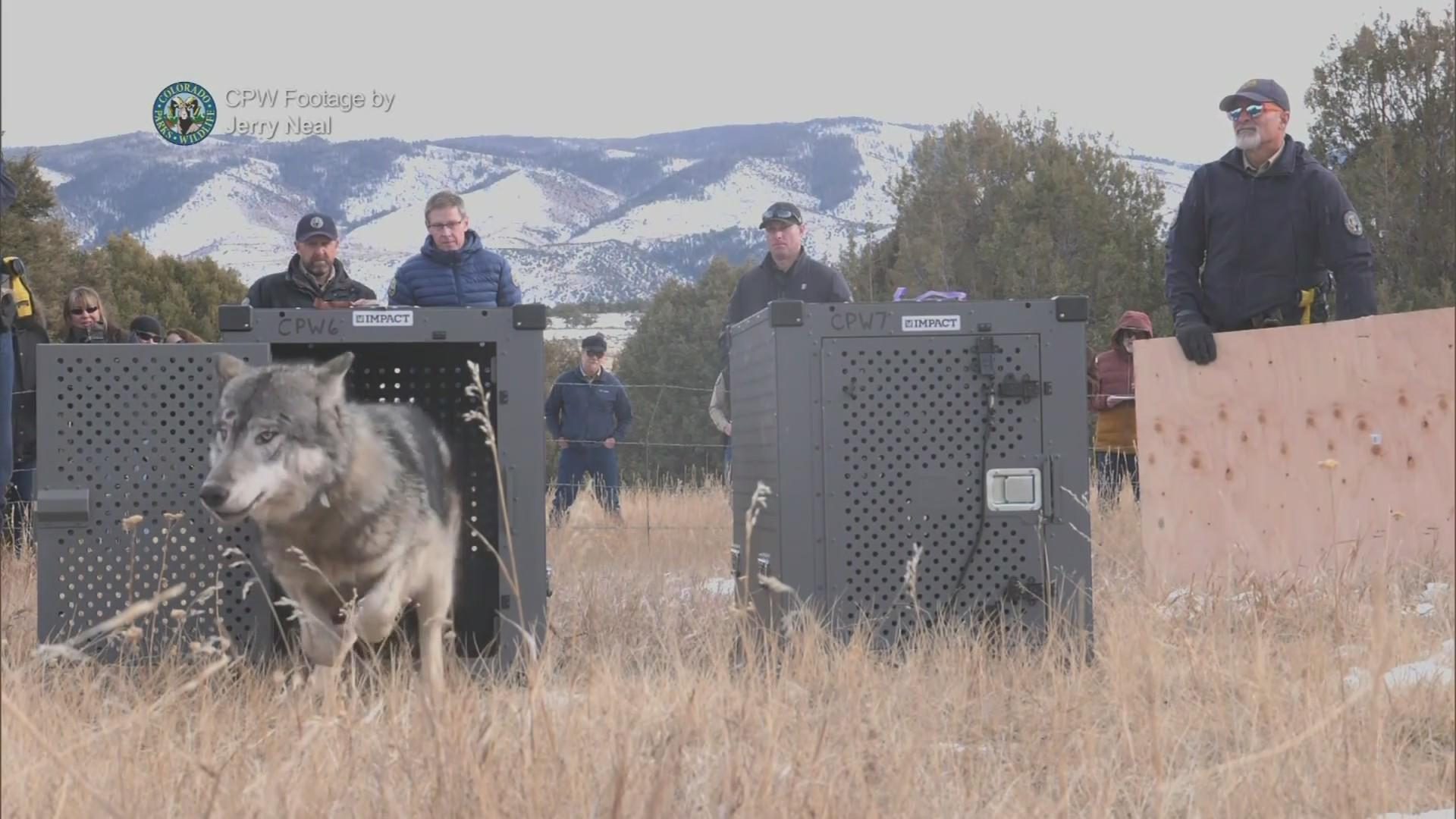 Colorado's wolf reintroduction effort is the most ambitious in the U.S. in almost three decades ...