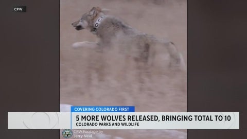 Feds offer $50,000 reward after 3 endangered gray wolves found dead in ...