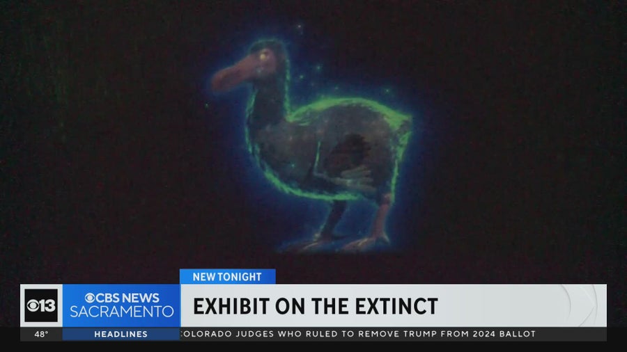 New Sacramento Zoo exhibit brings back extinct animals - CBS Sacramento
