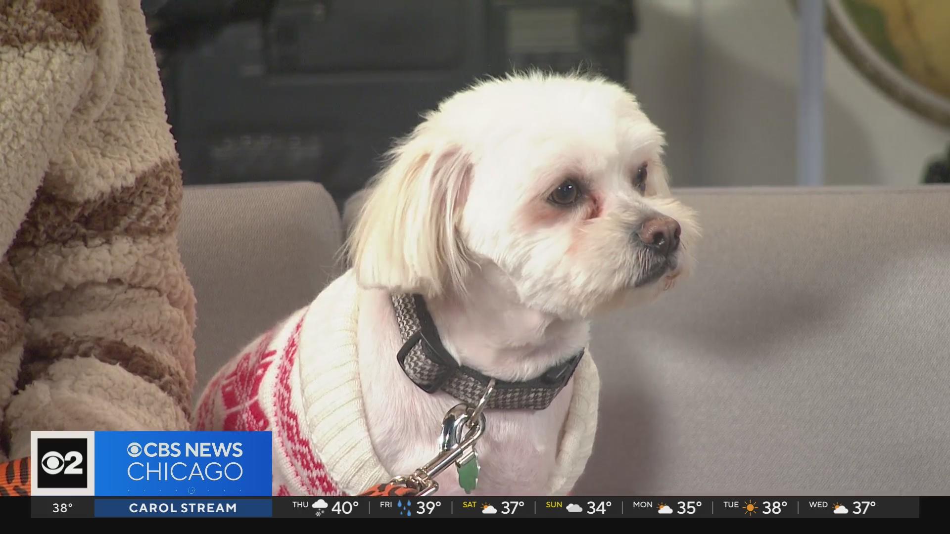 Pet Rescue Spotlight: Famous Fido - CBS Chicago