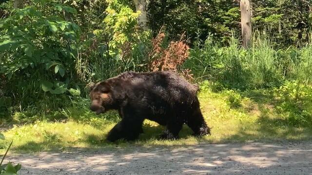 Hiker's body found after bear drags him from trail into forest in Japan ...
