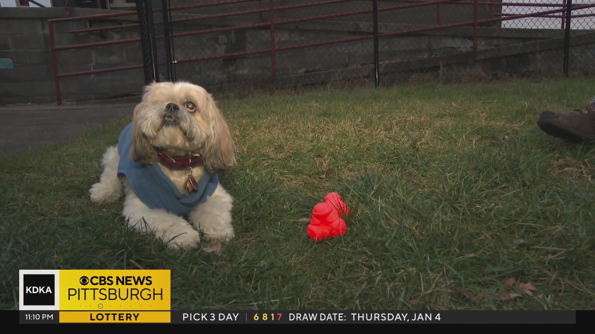 New year, new license: Allegheny County residents required to license ...