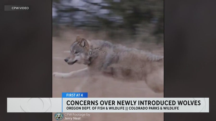 Some wolves reintroduced into Colorado came from packs with history of ...