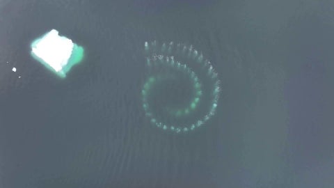 Watch these humpback whales create a stunning Fibonacci spiral to ...