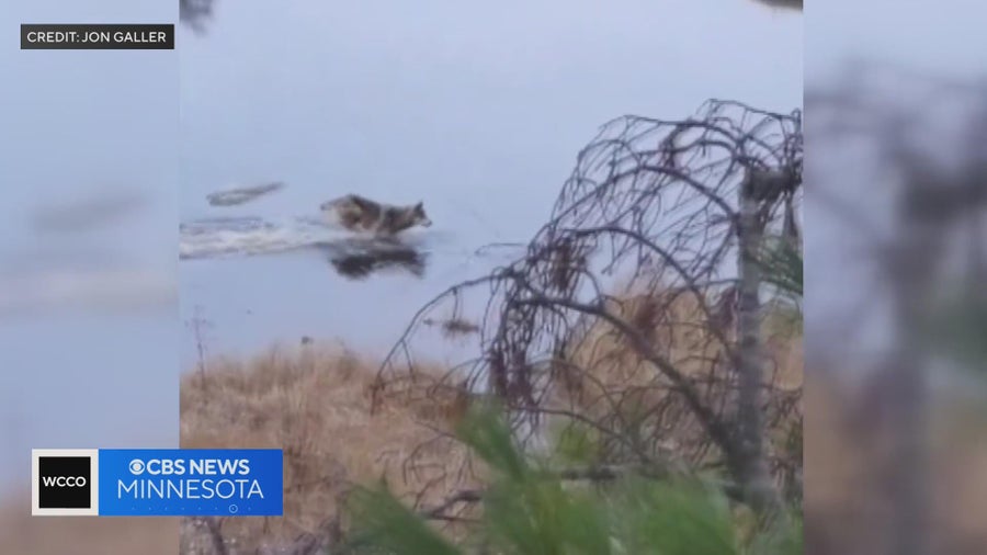 Rare camera footage shows a wolf hunting a beaver in the waters of ...