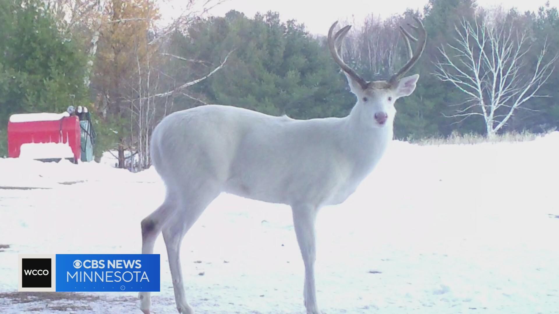 Wisconsin community remembers life of 15-year-old albino deer known as ...