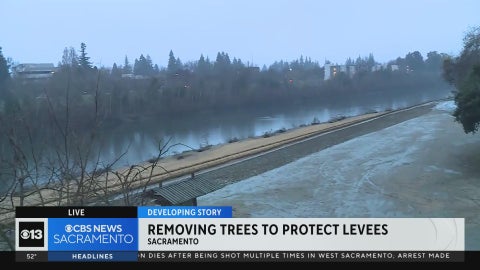 Trees along American River are on the chopping block for flood control ...