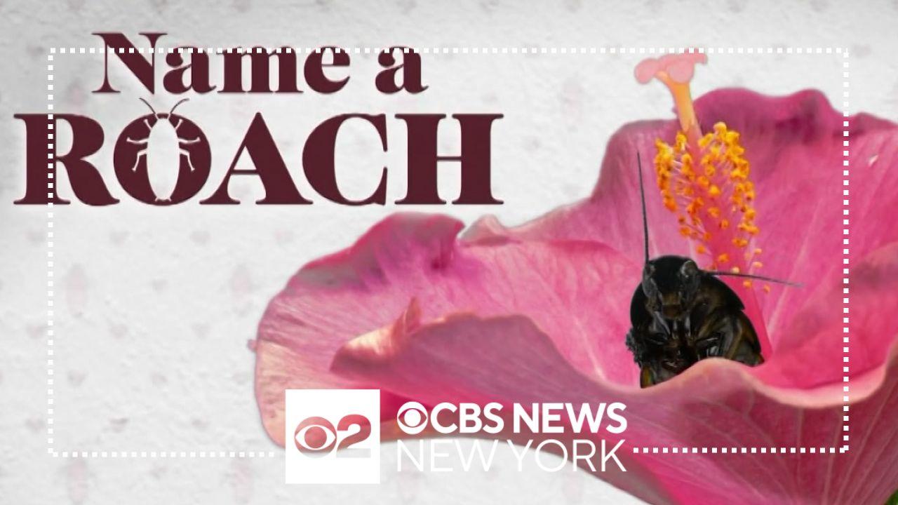 Bronx Zoo brings back "Name a Roach" gift in time for Valentine's Day ...