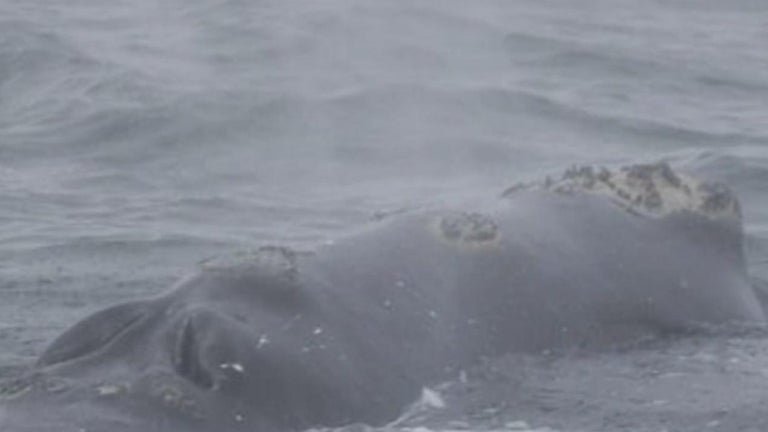 Young right whale found dead off Martha's Vineyard beach; Species ...