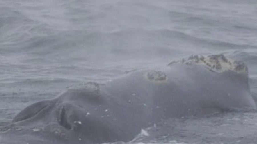 Young right whale found dead off Martha's Vineyard beach; Species ...
