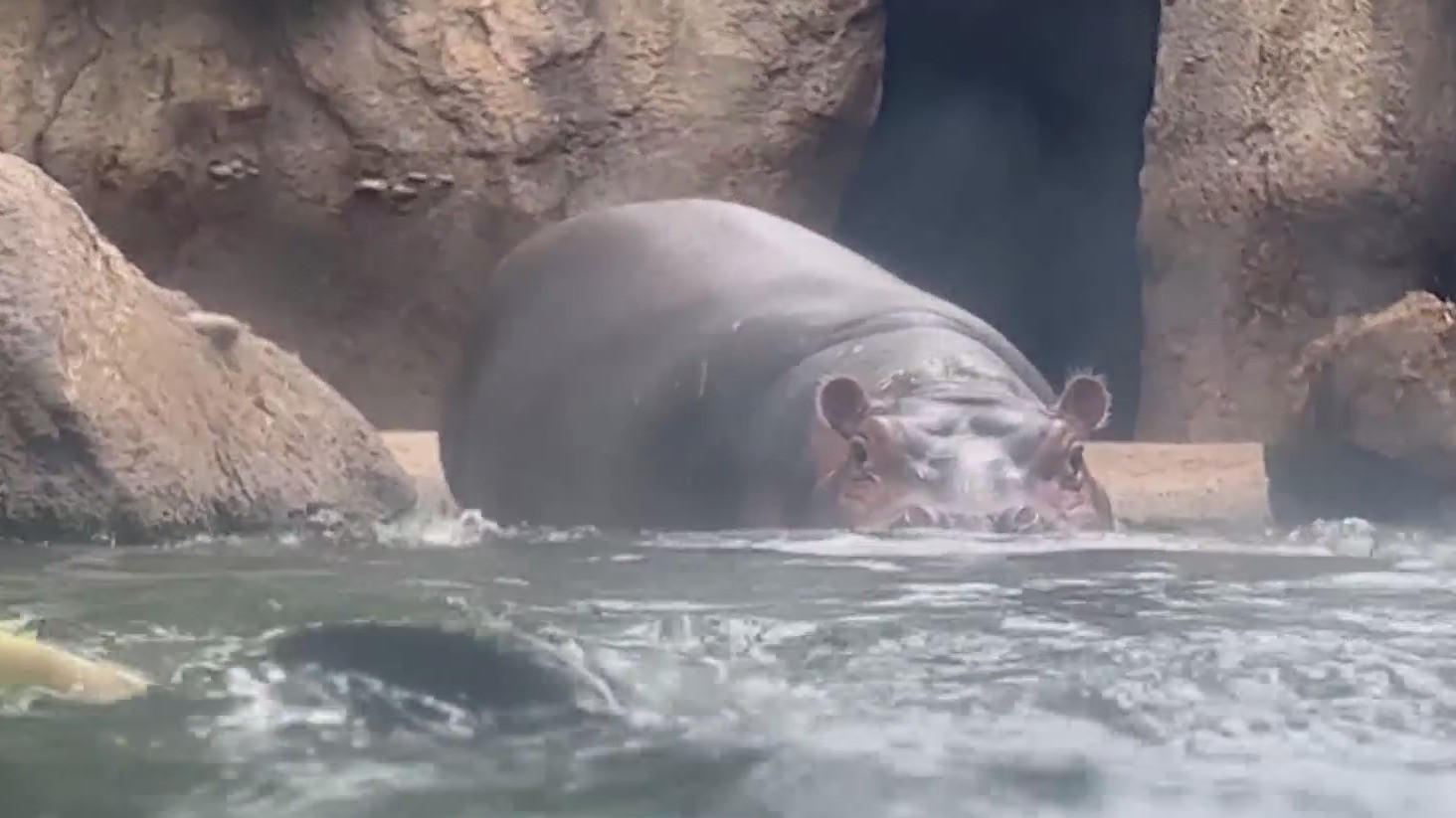 After 7 years, Japan zoo discovers their male resident hippo is ...