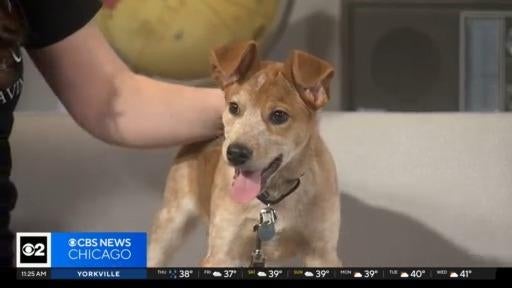 Pet Rescue Spotlight: PAWS Chicago - CBS Chicago