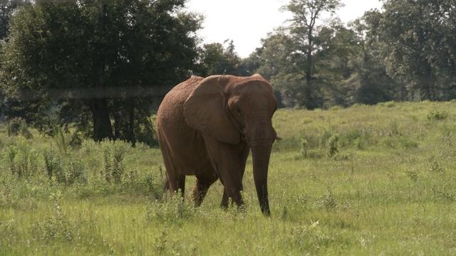 Inside the mission to rescue lions, 8,000-pound elephant from ...