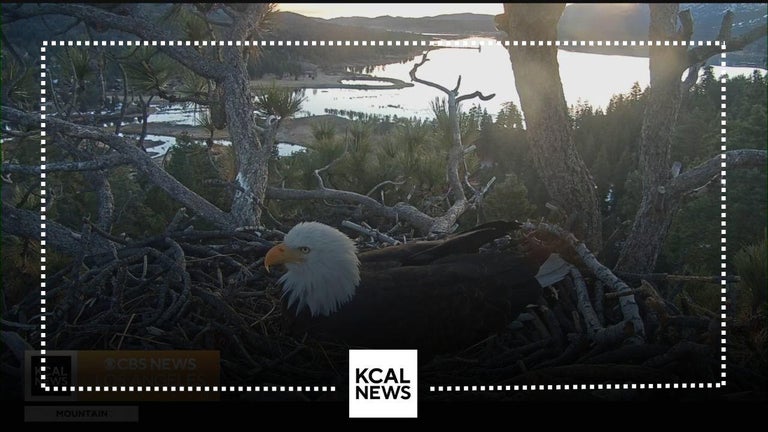 3rd egg arrives for bald eagle pair, Jackie and Shadow, in Big Bear ...